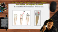 Anatomia do Segundo Pré-Molar Inferior - Resumo de Anatomia Dental ...