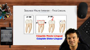 Segundo Molar Inferior Anatomia - Resumo de Anatomia Dental - Dente 37 ...