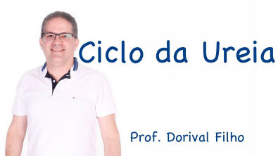 Ciclo da Ureia - Bioquímica I