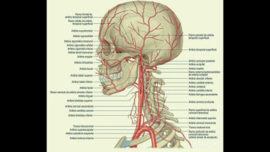 parte da cabeça humana - Anatomia Humana I