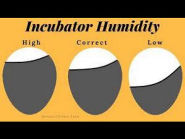 Dry Hatch How it's done - Anatomia I