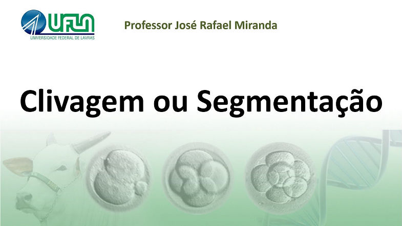 Grátis: Clivagem ou Segmentação - Resumo - Material Claro e Objetivo em ...