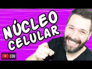 Núcleo Celular Aula Biologia Com Samuel Cunha Outros