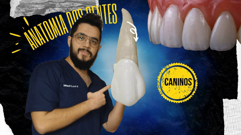 Grátis: Tudo o que você precisa saber sobre os dentes caninos(Anatomia ...