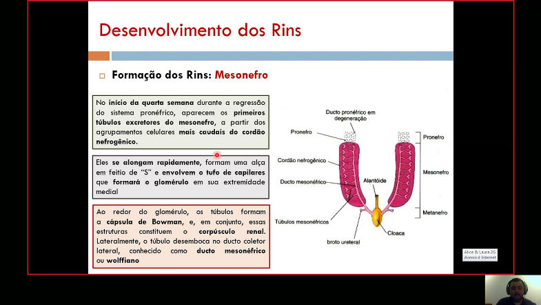 Grátis: (Semestre 2C) Aula 01 - Desenvolvimento dos Rins - Resumo ...