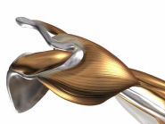 Shoulder Animation - Anatomia I