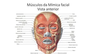 Video Anatomia Face Músculos e inervação - Anatomia I