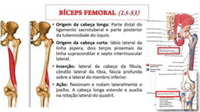 ANATOMIA DOS MÚSCULOS ISQUIOTIBIAIS Origem, Inserção, Ação e Inervação ...