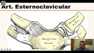Aula 1 Art Esternoclavicular e do ombro - Anatomia Musculos