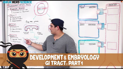 Gastrointestinal | Development & Embryology of the GI Tract | Part 1 ...