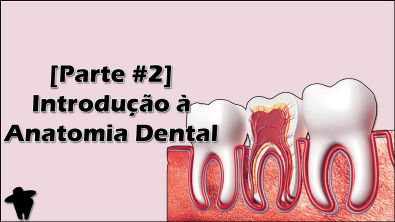 Introdução à Anatomia Dental Numeração Dos Dentes E Divisão Do Dente