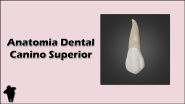 Aula de Anatomia Dental - Anatomia do Canino Superior - Dente 13 e 23 ...
