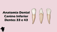 Aula de Anatomia Dental - Anatomia do Canino Inferior - Dente 33 e 43 ...