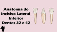 Aula de Anatomia Dental - Anatomia do Incisivo Lateral Inferior - Dente ...