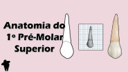 Aula de Anatomia Dental - Primeiro Pré-Molar Superior - Dente 14 e ...