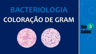 Coloração de Gram - Bactérias Gram-positivas e Gram-negativas ...