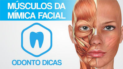 MÚSCULOS DA MÍMICA FACIAL | ODONTO DICAS - Anatomia de Cabeça e Pescoço